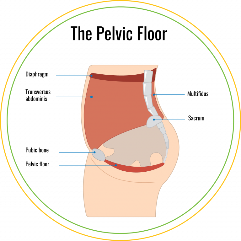 4 Week Postpartum Pelvic Floor Therapy – Kristen Johnson Brogan